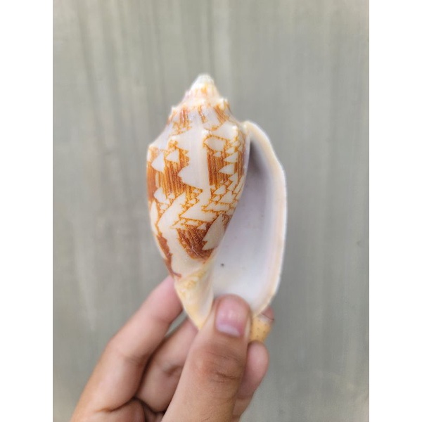 Sea Shells - Volute | Shopee Philippines