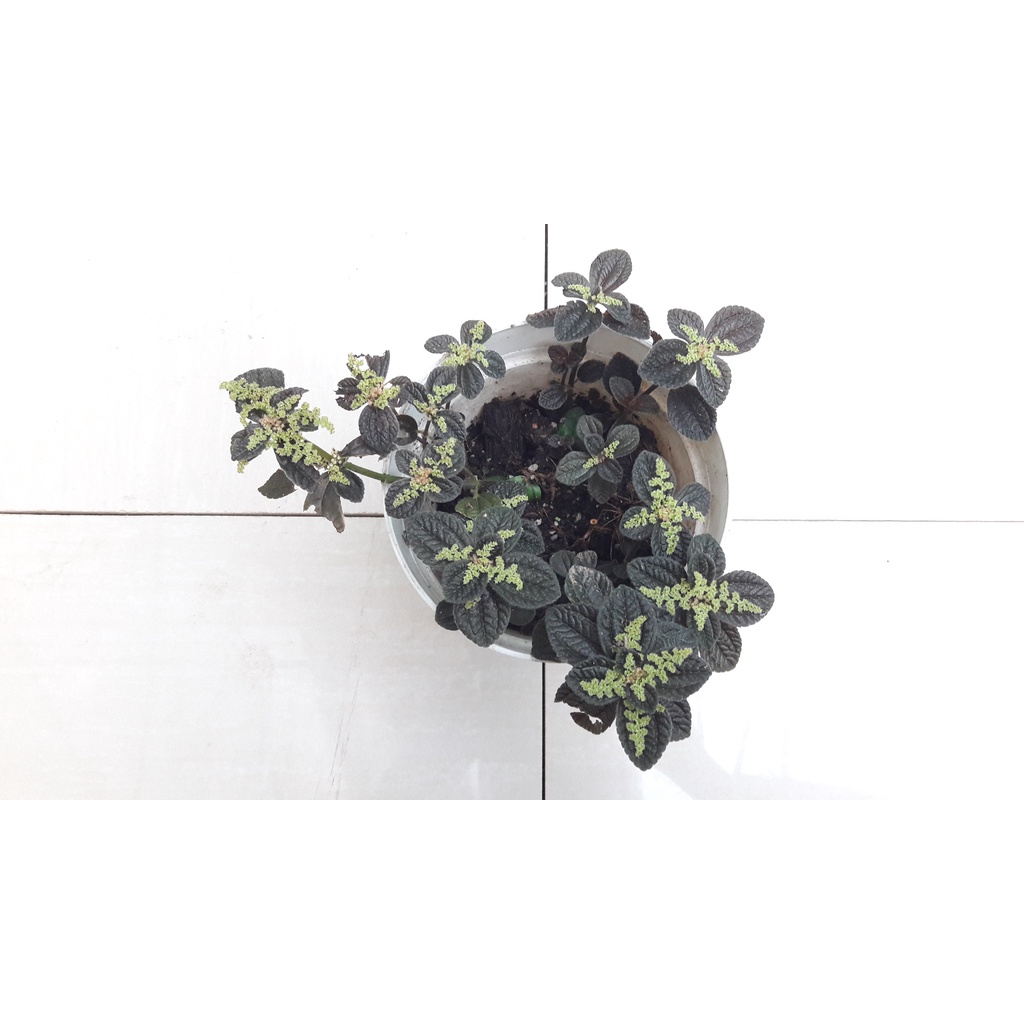 Pilea repens ( Friendship ) | Shopee Philippines