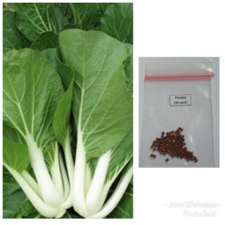 Petchay 100 seeds vegetable | Shopee Philippines
