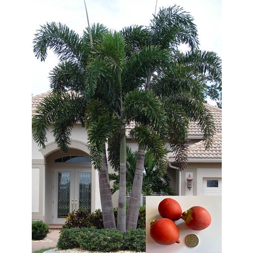 Fox tail palm tree seeds 1pc 100%Germination | Shopee Philippines