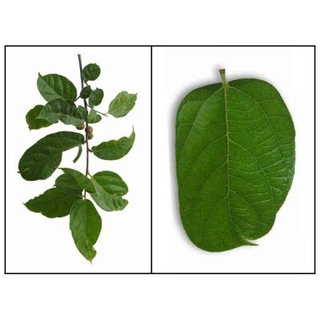 Asis leaves/Dahon ng As-is(Pakiling)(20pieces) | Shopee Philippines