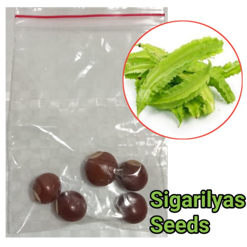 Sigarilyas Seeds/Winged Bean 5pcs. | Shopee Philippines