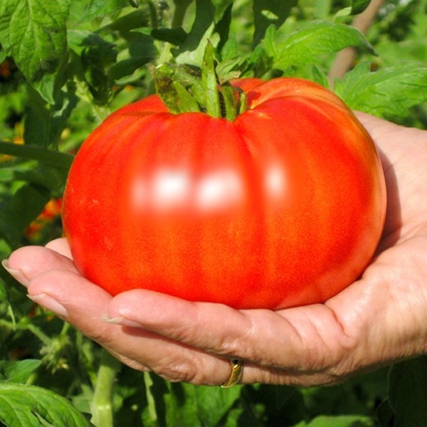 kamatis - Best Prices and Online Promos - Feb 2023 | Shopee Philippines