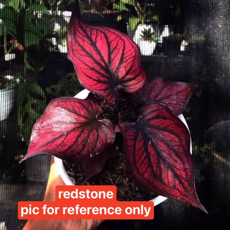 Redstone Thai caladium | Shopee Philippines