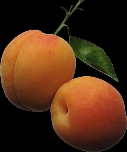 5 MANCHURIAN APRICOT FRUIT TREE FLOWERING Prunus Mandshurica Seeds ...