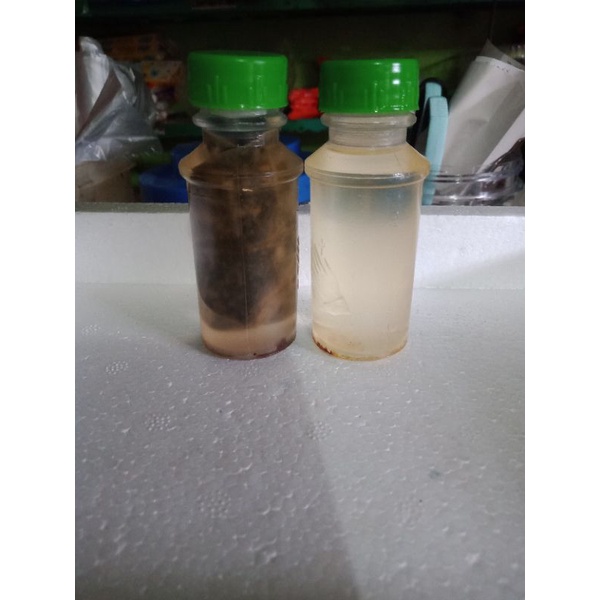 Langis ng niyog ng Byernes Santo 2piraso | Shopee Philippines