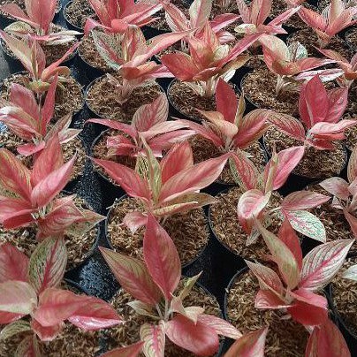 Aglaonema legacy orange super | Shopee Philippines