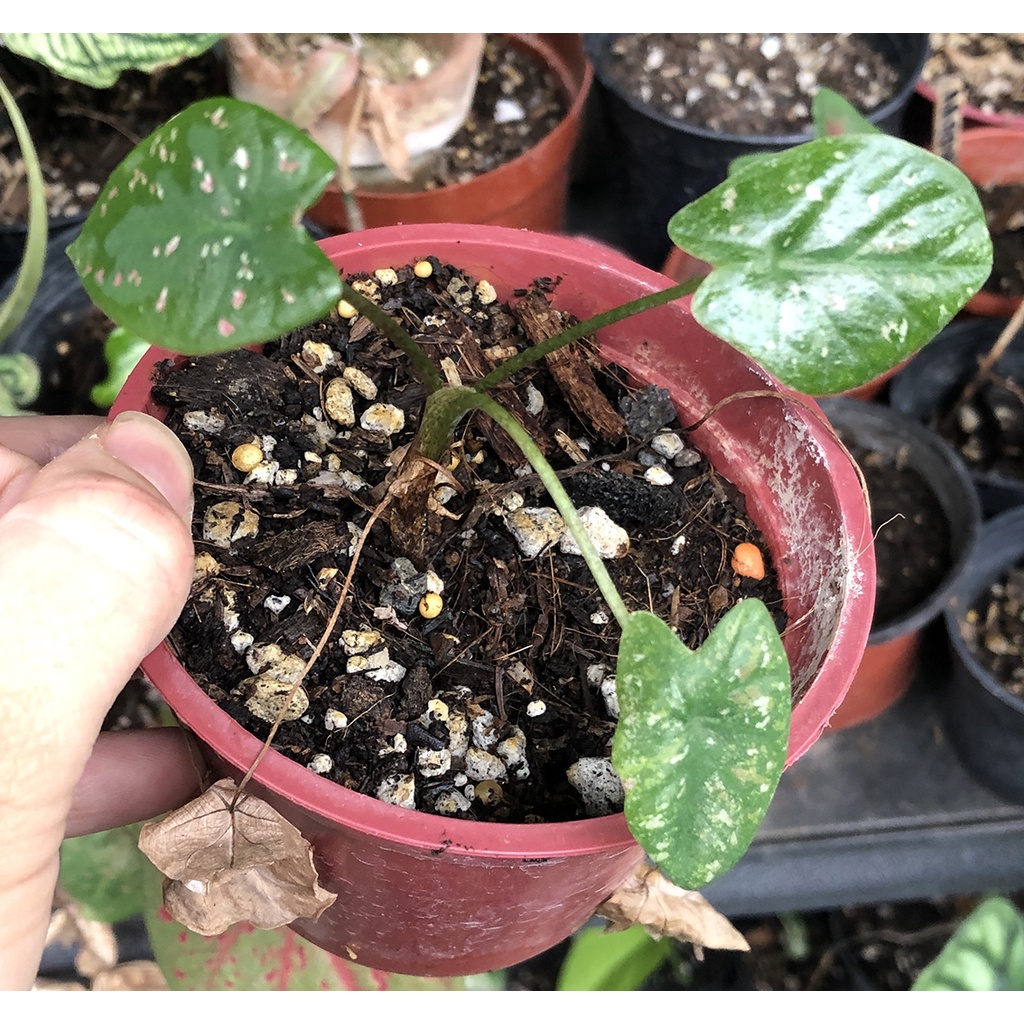 festivia thai thailand caladium live aroid plant | Shopee Philippines