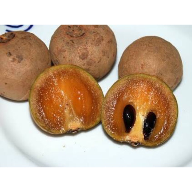Sapodilla (chico) seeds bonsai Grafted(small tree) | Shopee Philippines