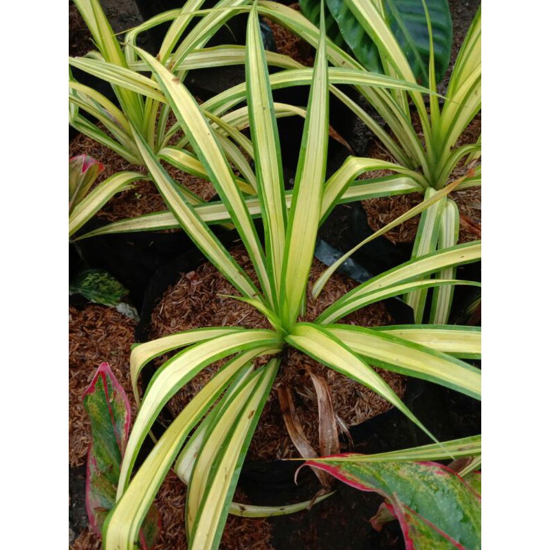 BIG! Golden Pandan plants | Shopee Philippines