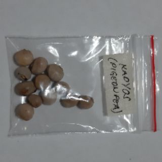 Kadyos or Pigeon Pea Seeds | Shopee Philippines