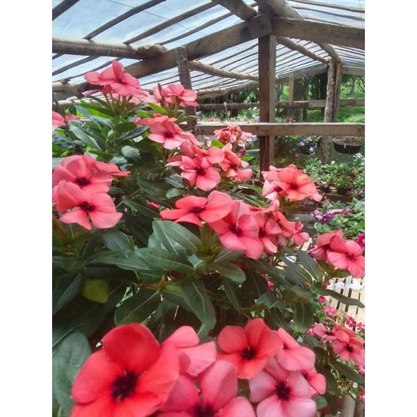 Indonesian Vinca/Periwinkle Orange Black Eye (10 seeds) | Shopee ...