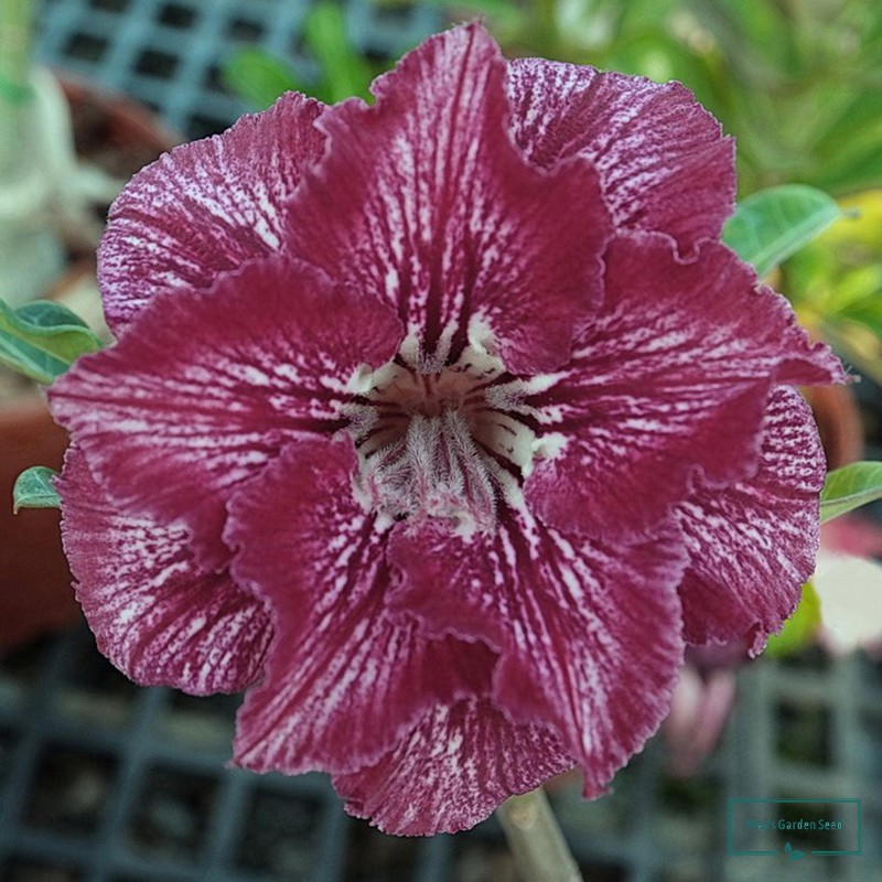 Desert Rose