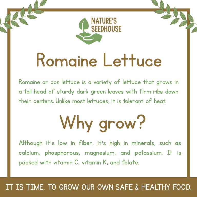 Romaine Lettuce Seeds Cos Lettuce Seeds Letsugas Seeds Vegetable Seeds ...