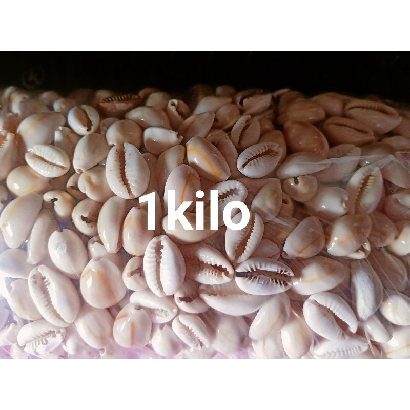 Sigay Shells Sea Shells 1kilo | Shopee Philippines