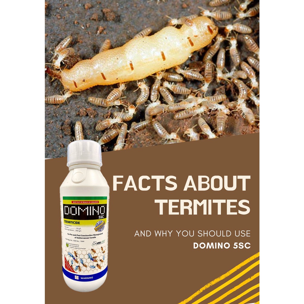 New Domino Termite (Fipronil) X Anay Killer Termite Control 1L Anti ...