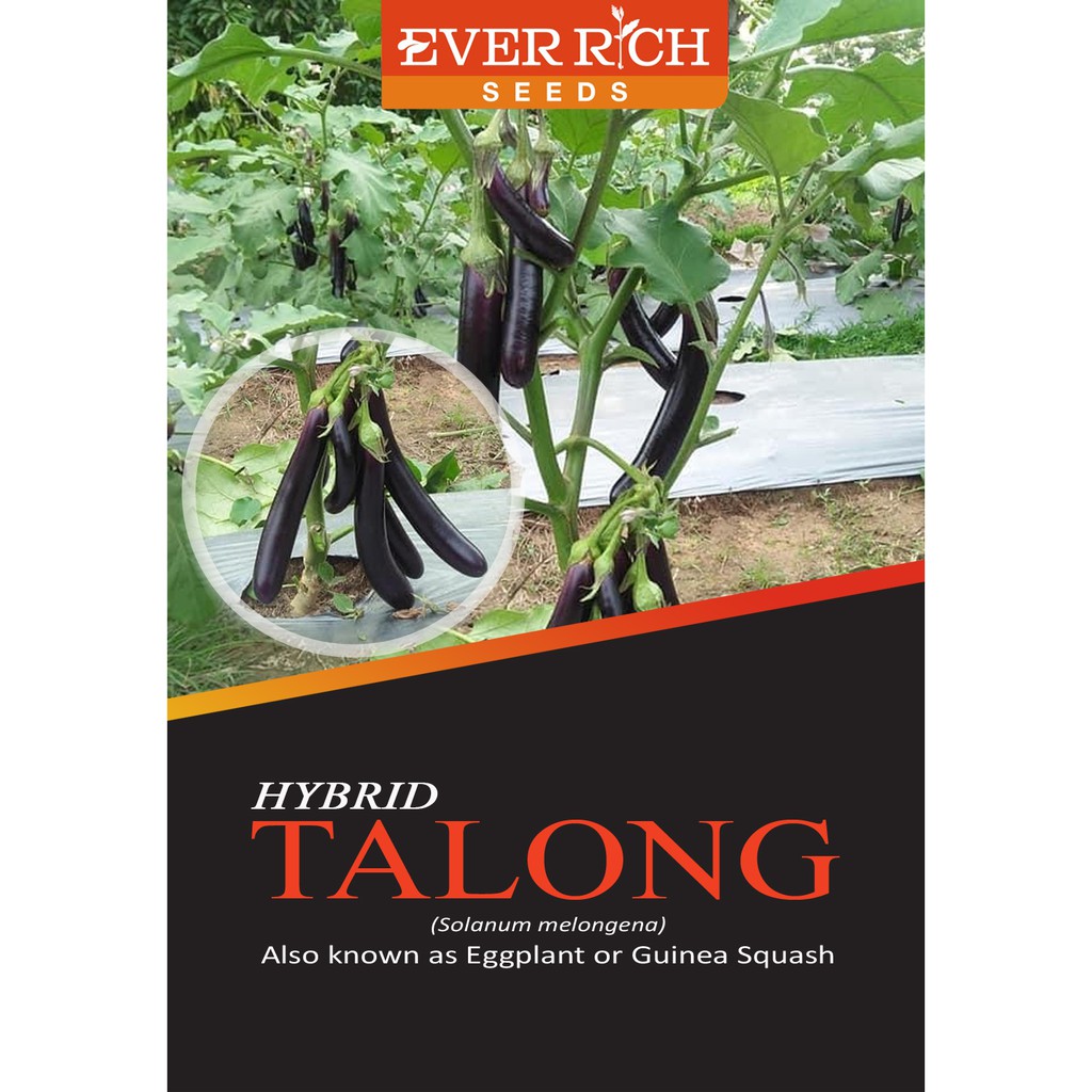 Hybrid Talong ------- Ever Rich Seeds (Solo Pack) #HighQualitySeeds ...