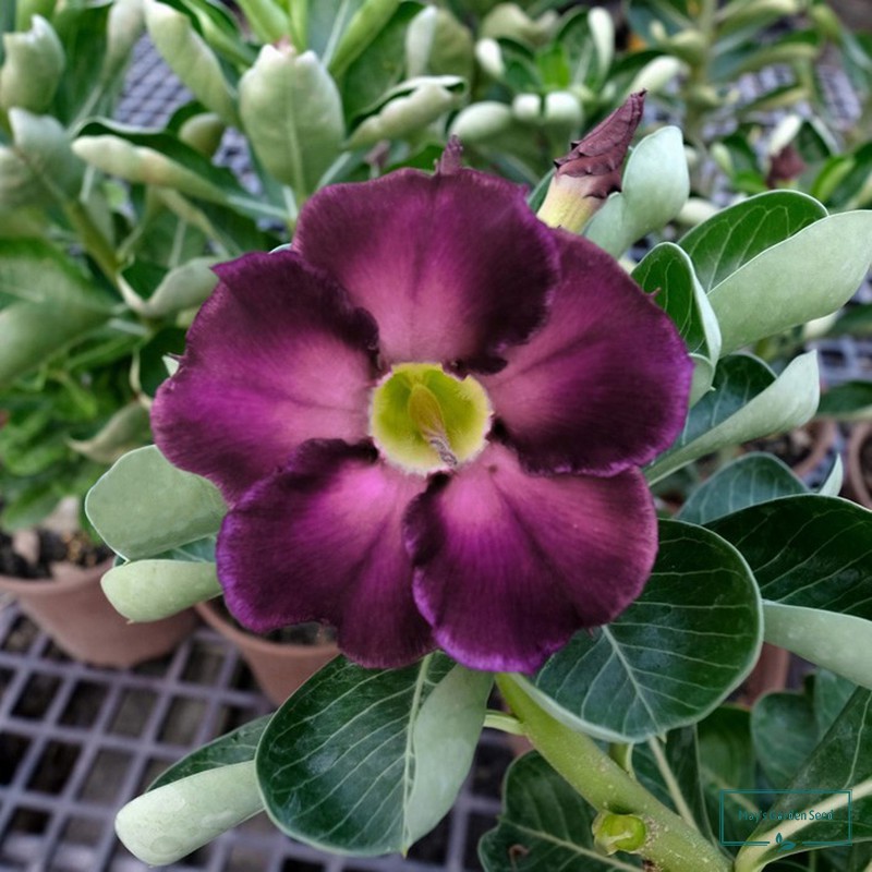 Single Petal Purple Desert Rose Seeds,Adenium Obesum Seeds – Variety ...