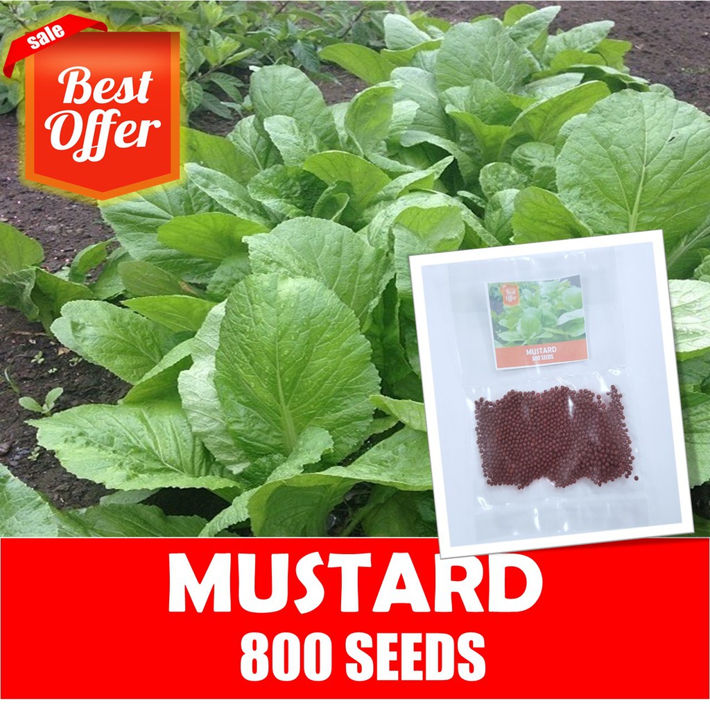 Mustard Seeds - Mustasa | Shopee Philippines