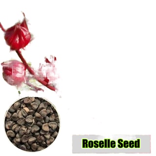 roselle - Best Prices and Online Promos - Dec 2022 | Shopee Philippines