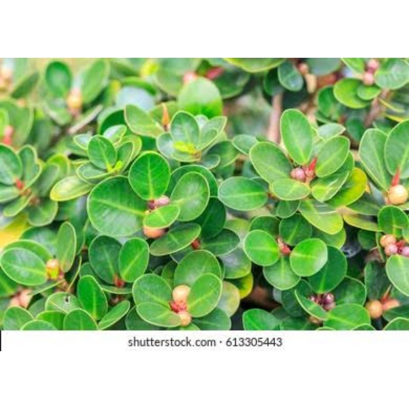 Ficus nana/ microcarpa(5cuttings) | Shopee Philippines