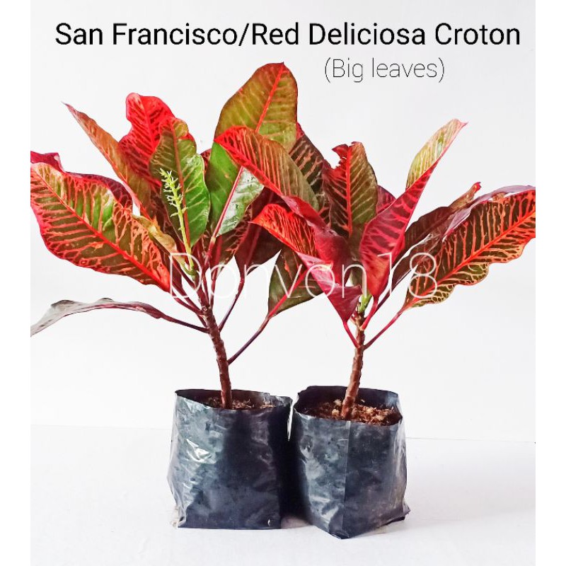 San Francisco/ Red Deliciosa Croton (Live Plant) | Shopee Philippines