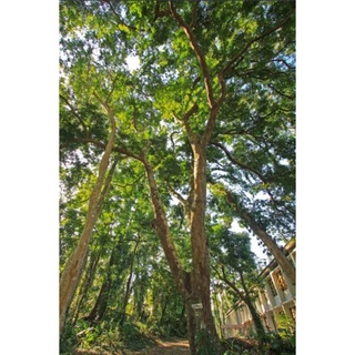 SUPA TREE SEEDS( 5 SEEDS) | Shopee Philippines