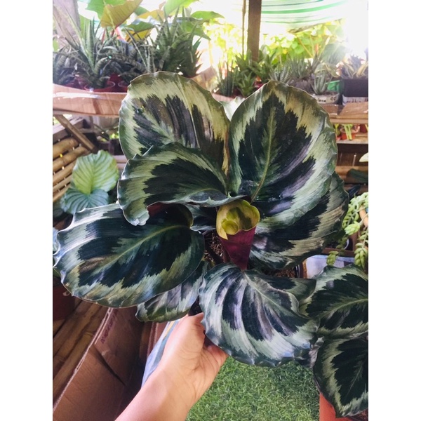 Calathea Marion (ESTABLISHED) | Shopee Philippines
