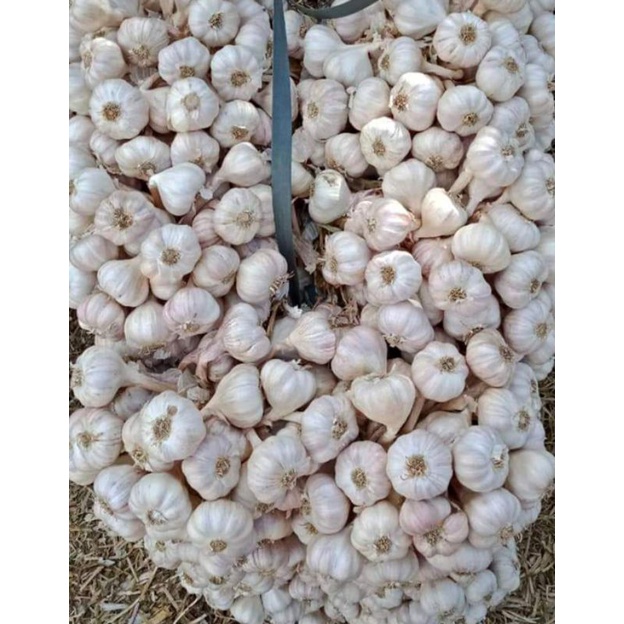 1kg Native Bawang (Ilocos Native Garlic) | Shopee Philippines