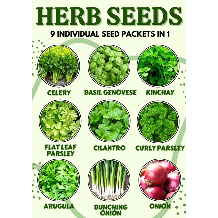 HIGH QUALITY HERB SEEDS (Basil Celery Parsley Kinchay Bunching Onion ...