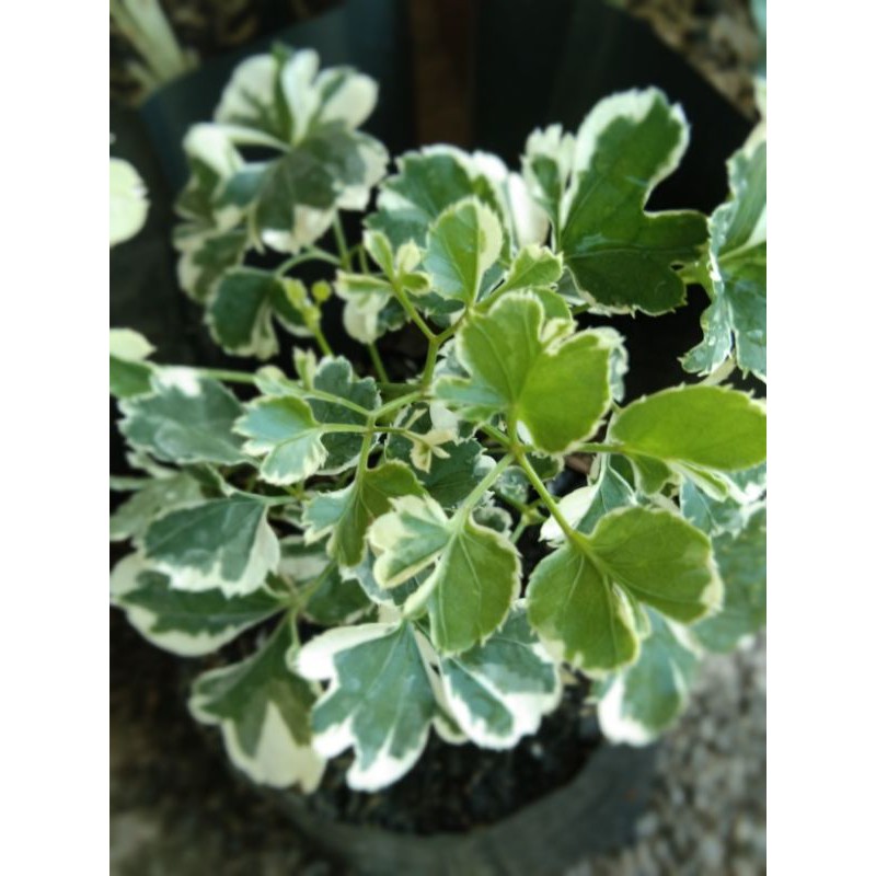 Variegated Papua Kalipay Plant | Shopee Philippines