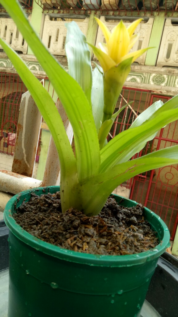 Vriesea Live Plant Mini Bromeliad Small Plant Only | Shopee Philippines