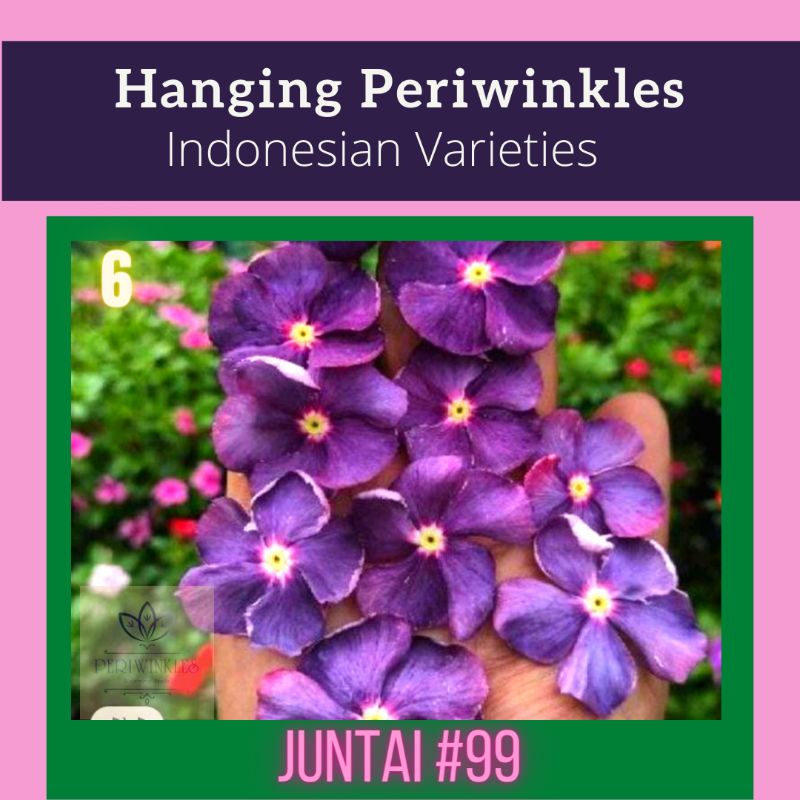 Indonesian Vinca/Periwinkle Juntai 99 (10 seeds) | Shopee Philippines