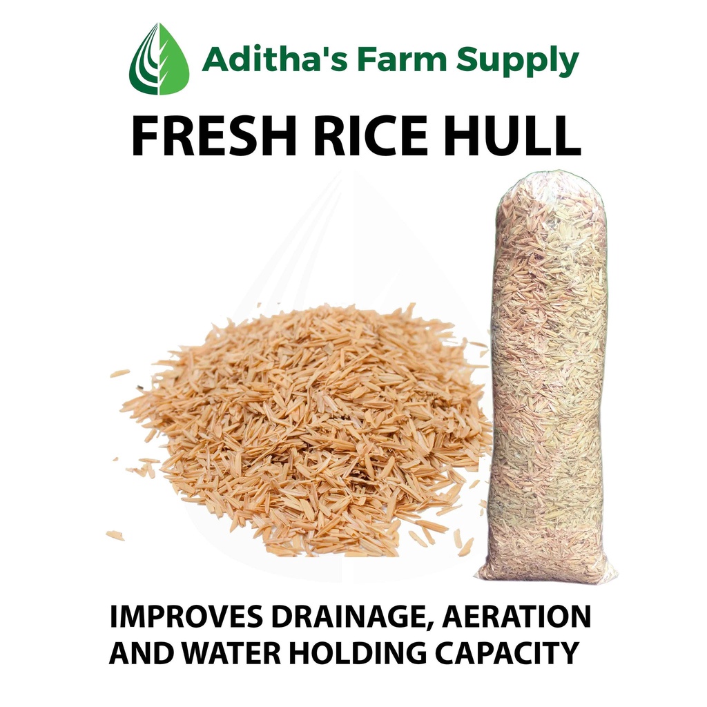 Fresh Rice Hull / Ipa (100 grams) | Shopee Philippines