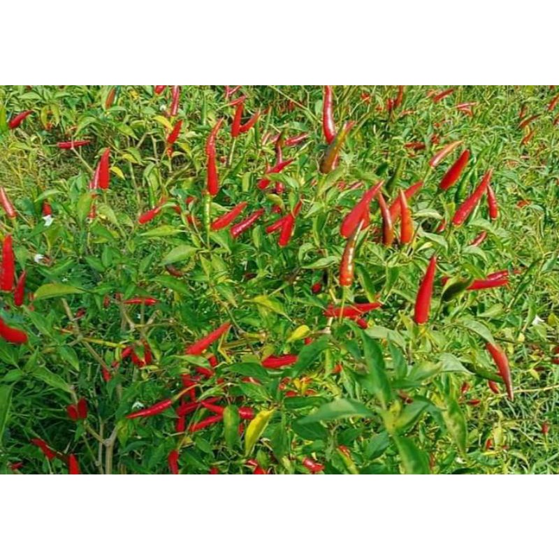 Fresh Hybrid Siling Labuyo/Siling taiwan Seeds ( 15pcs Repack) | Shopee ...