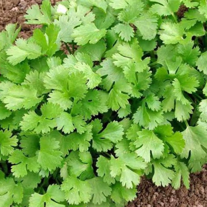 Cilantro Wansoy Herb Seeds | Shopee Philippines