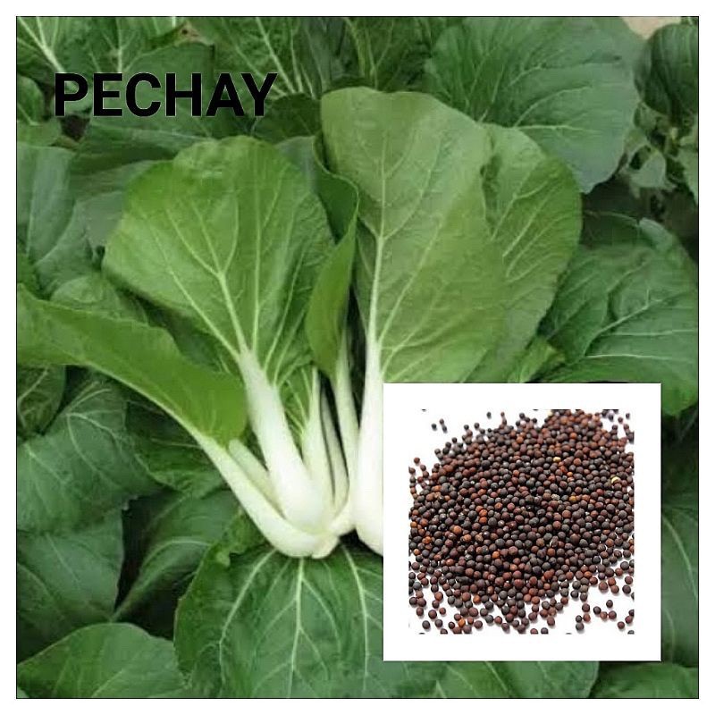 PECHAY VEGETABLE SEEDS | Shopee Philippines