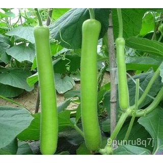 gourd - Best Prices and Online Promos - Jan 2023 | Shopee Philippines