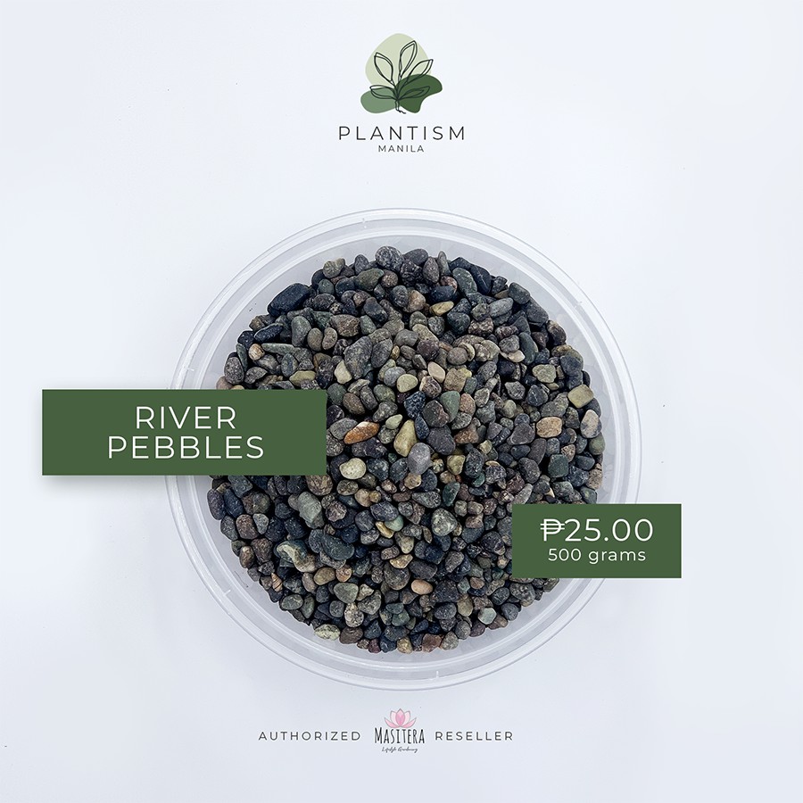 River Pebbles - Plantism Manila | Shopee Philippines