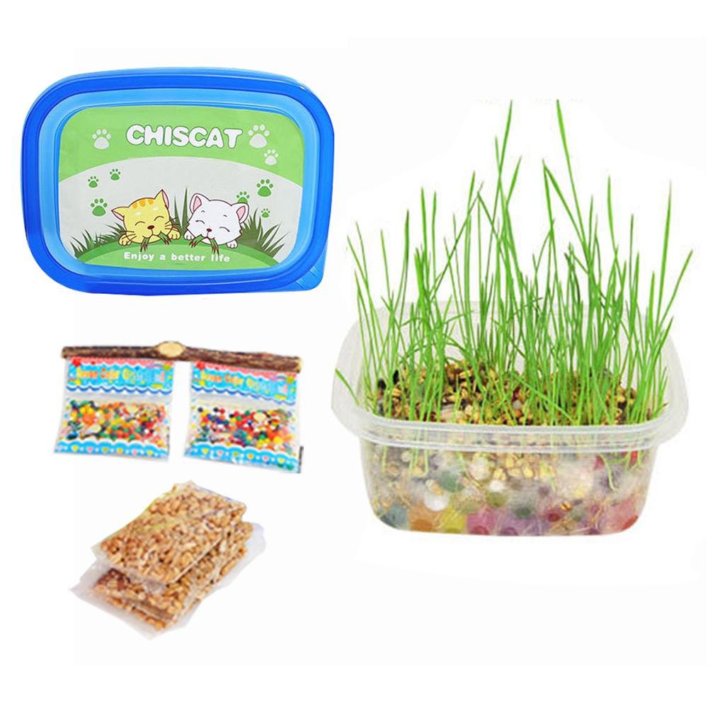 Organic Cat Grass Seed Set | Shopee Philippines
