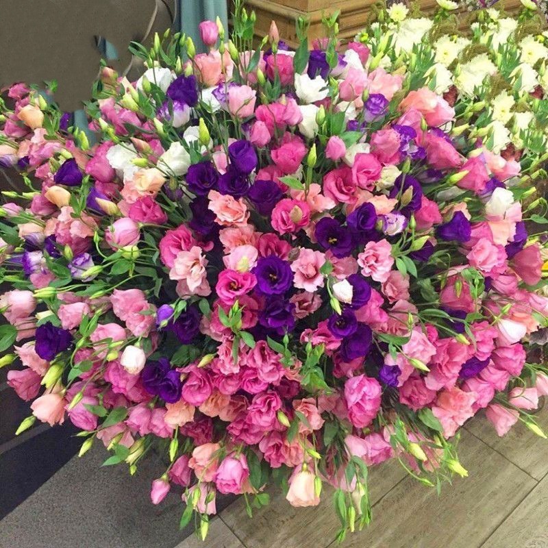 10pcs Mixed-colors seed Eustoma flower seeds | Shopee Philippines