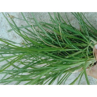 Paragis Plant (6pcs Uprooted) | Shopee Philippines