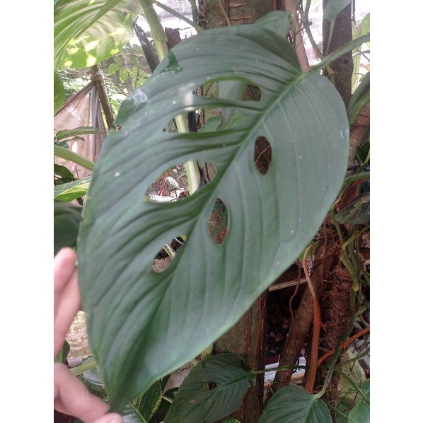 Monstera Lecheriana w/ shoot | Shopee Philippines