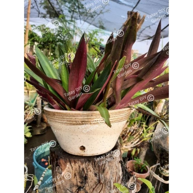 BOAT LILY Plant || MOSES IN THE CRADLE (Tradescantia Spathacea) BiCOLOR ...