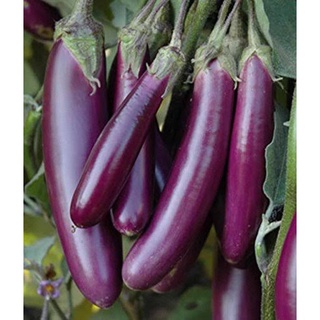 TALONG SEEDS VARIETIES - TALONG HABA PURPLE ROUND TISOY | Shopee ...