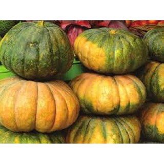 KALABASA SEEDS "MALAGKIT" SQUASH VARIETY | Shopee Philippines