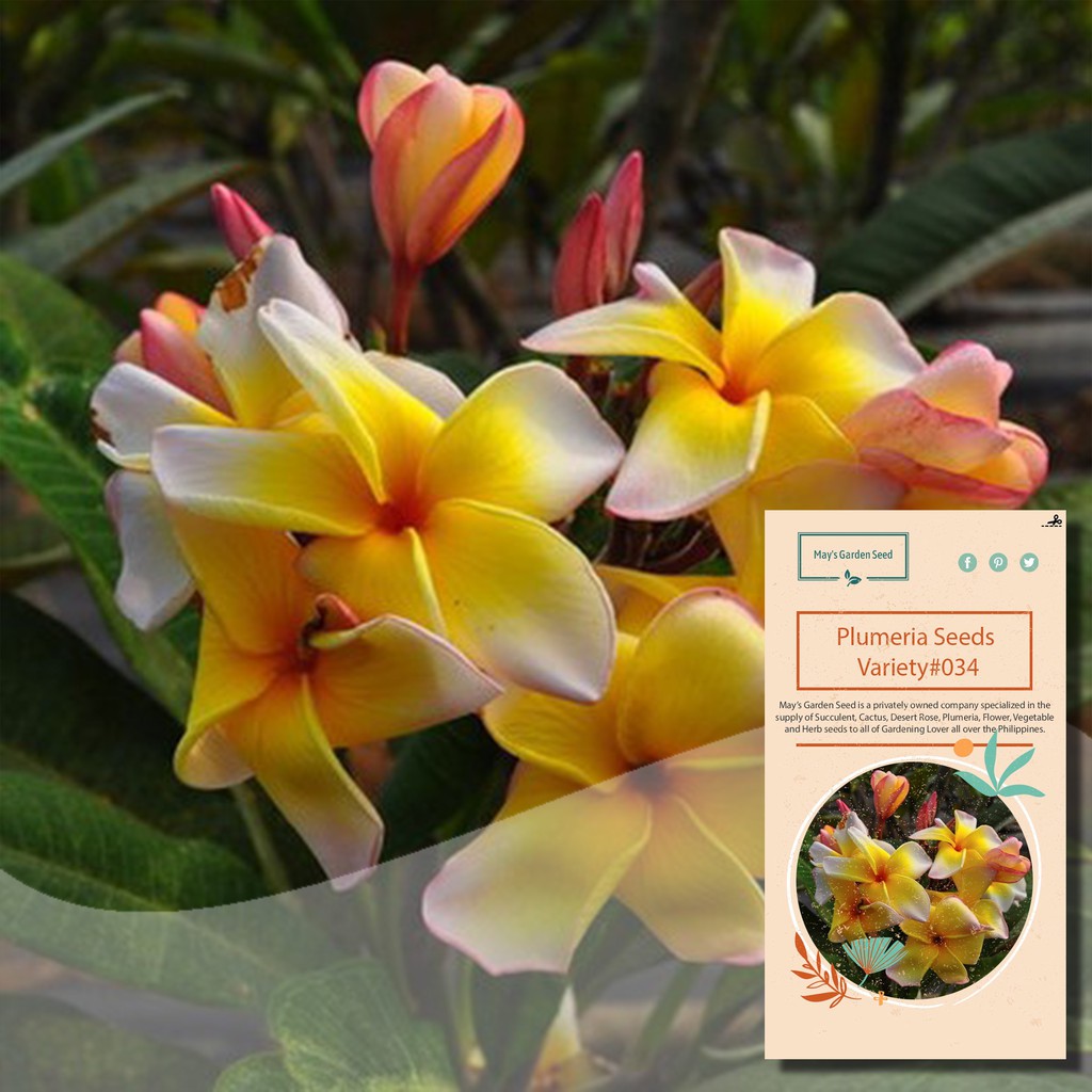 Big Flower Yellow with Pink edge Color Kalachuchi Seeds, Plumeria Seeds ...