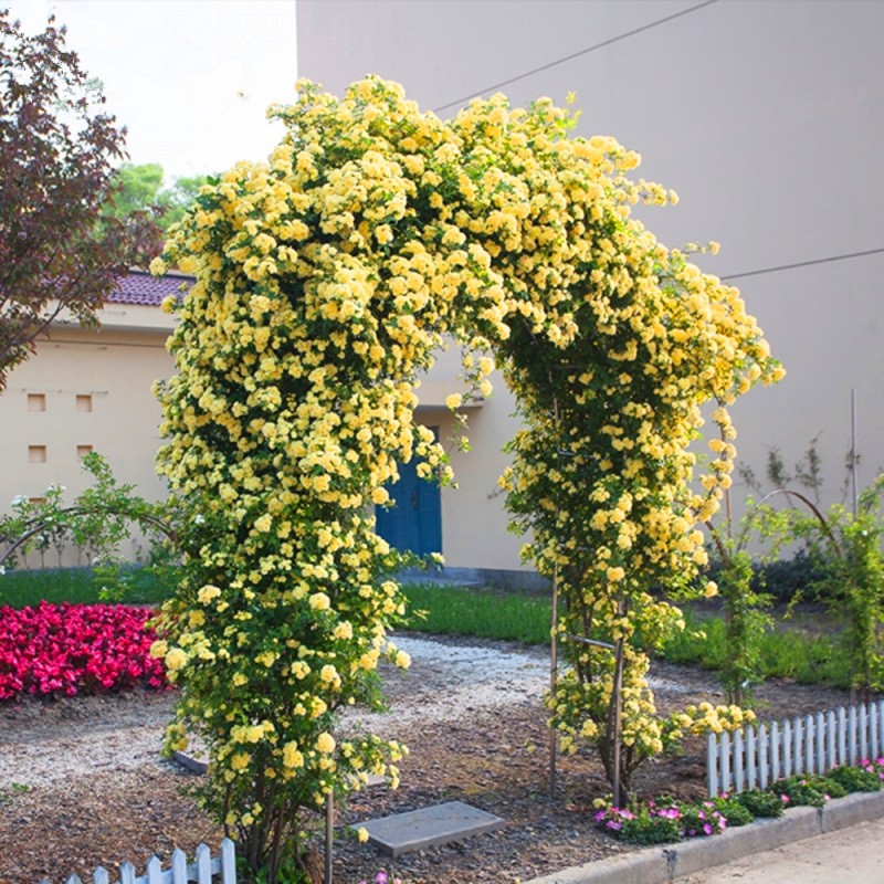 50pcs Aucklandia seed creeper plant strong fragrance four seasons rose ...