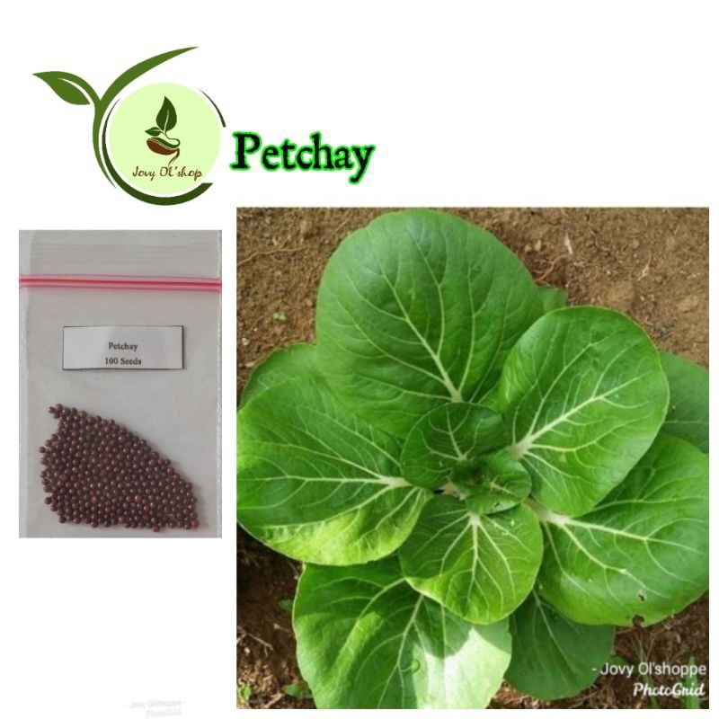 Petchay 100 seeds vegetable | Shopee Philippines