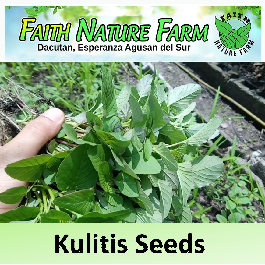 Kulitis Seeds ( approximately 150 seeds ) | Shopee Philippines
